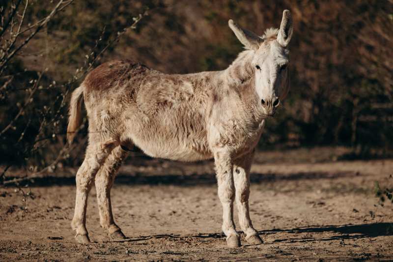 Jacobs Ridge Animal Sanctuary