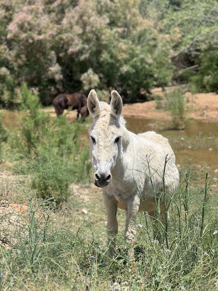 Jacobs Ridge Animal Sanctuary