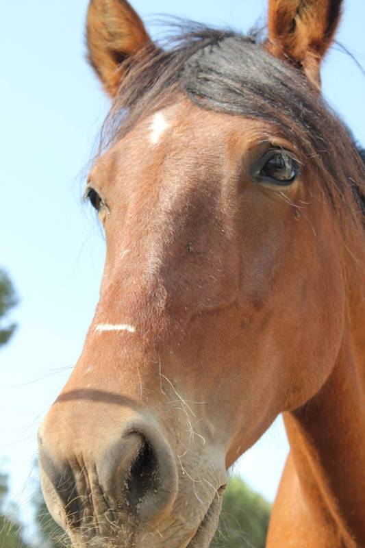 Jacobs Ridge Animal Sanctuary