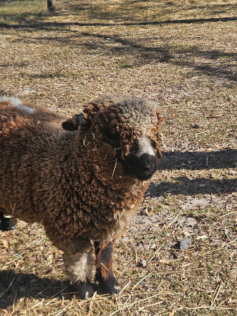 SheepBreeds | Tiny Flock and Fleece Ranch