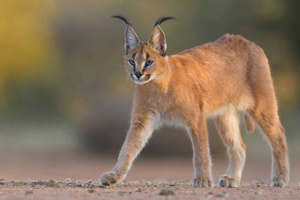 hunting | Signatures Adventures