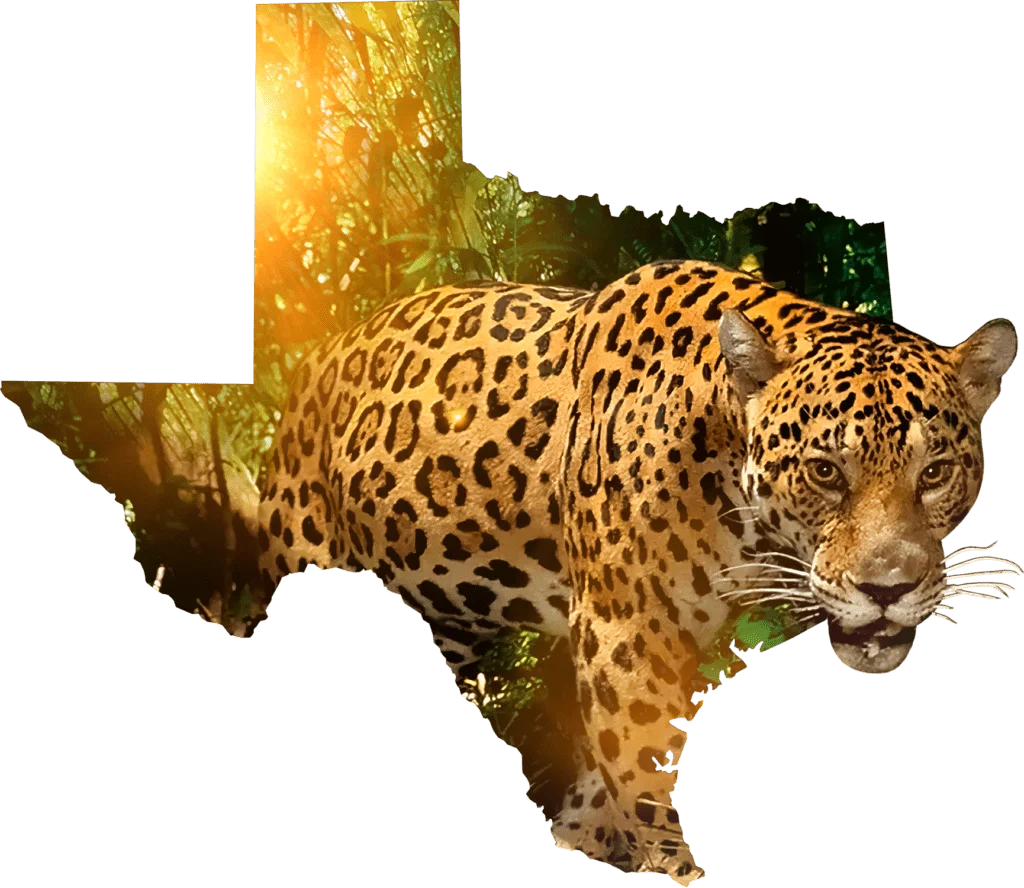 jaguars-in-texas-the-forgotten-history-and-wild-future-of-americas-apex ...